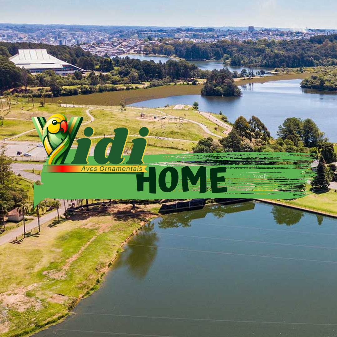 Vidi Aves Ornamentais | Criatório Vidi